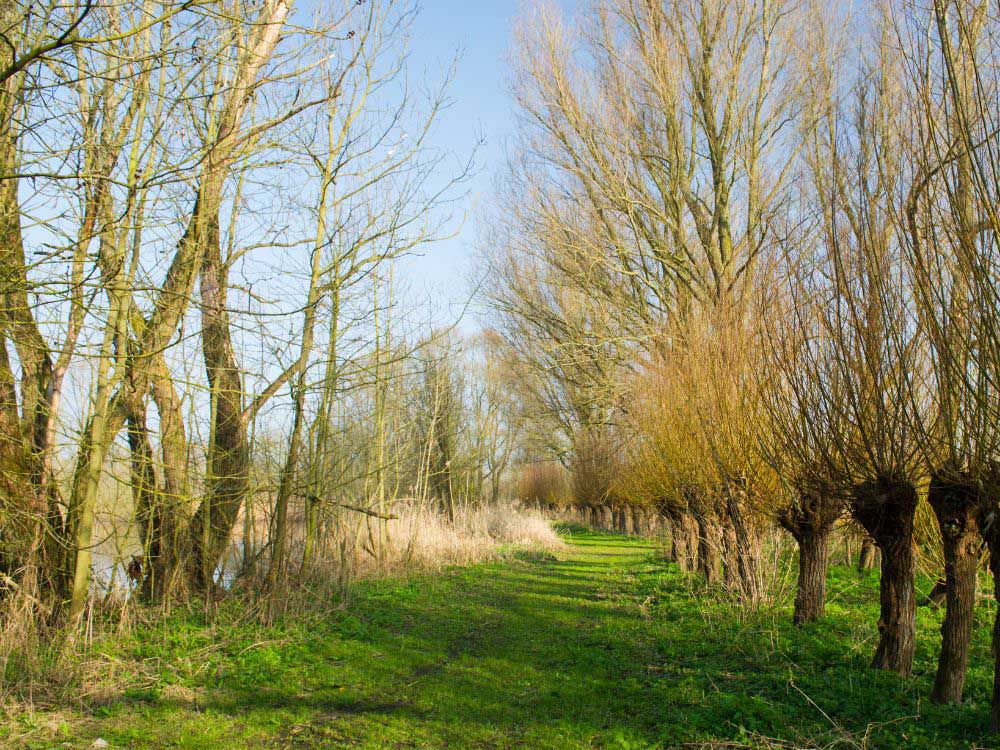 Pollarding & Coppicing Services in Glasgow | Certified Arborists